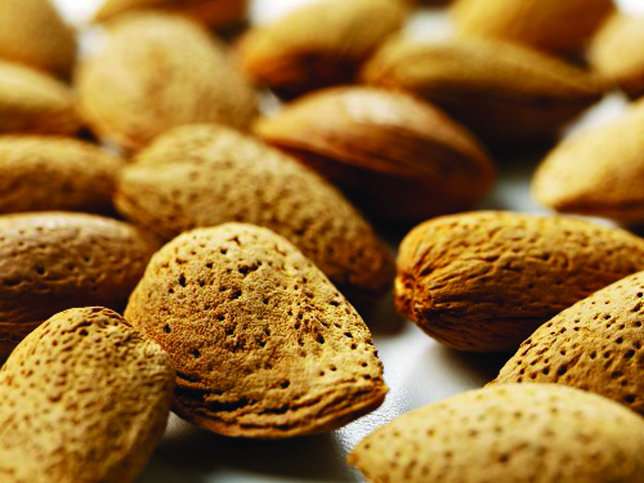 Nuts for Life 2030 Vision – ANIC Official Website